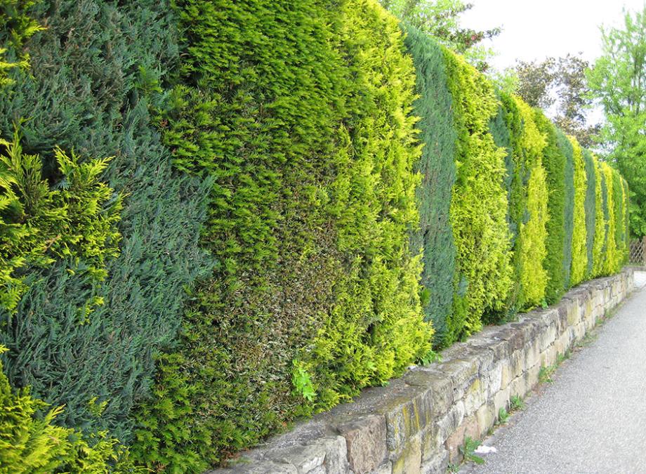 Quels sont les différents types de haie ? - Gamm vert