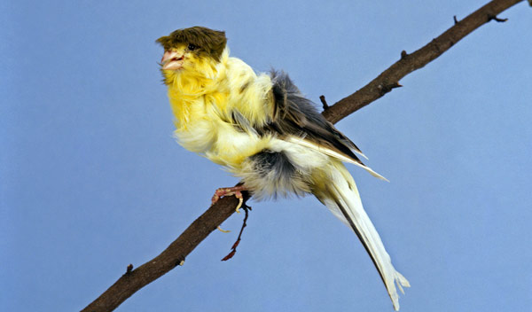 Le canari frisé parisien - Jardiland