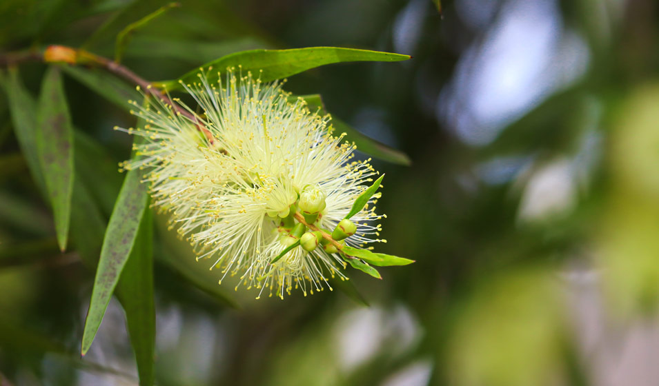 Rince-bouteille : plantation, entretien et floraison - Jardiland