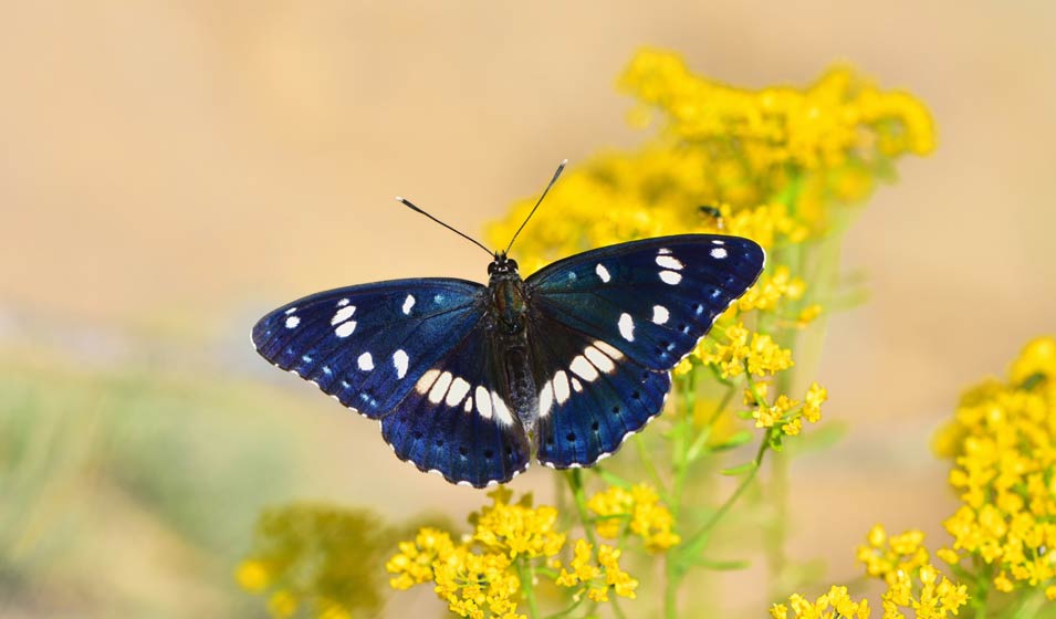 Les 8 plus beaux papillons de nos jardins à voir dès ce printemps ...