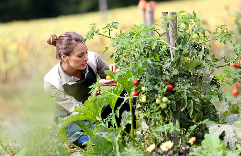 Top 6 des bonnes raisons de créer son jardin potager bio - Jardiland