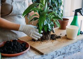 El trasplante es uno de los cuidados para nuestras plantas - Jardiland