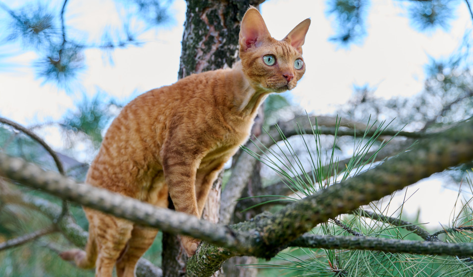 11 races de chats hypoallergéniques - Jardiland