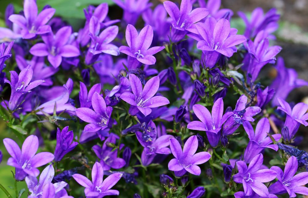 12 fleurs violettes pour une couleur tendance au jardin du printemps à ...