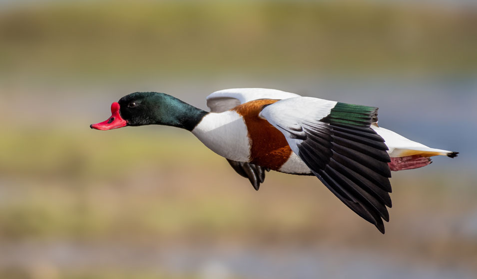 Top 10 des plus belles races de canards - Jardiland