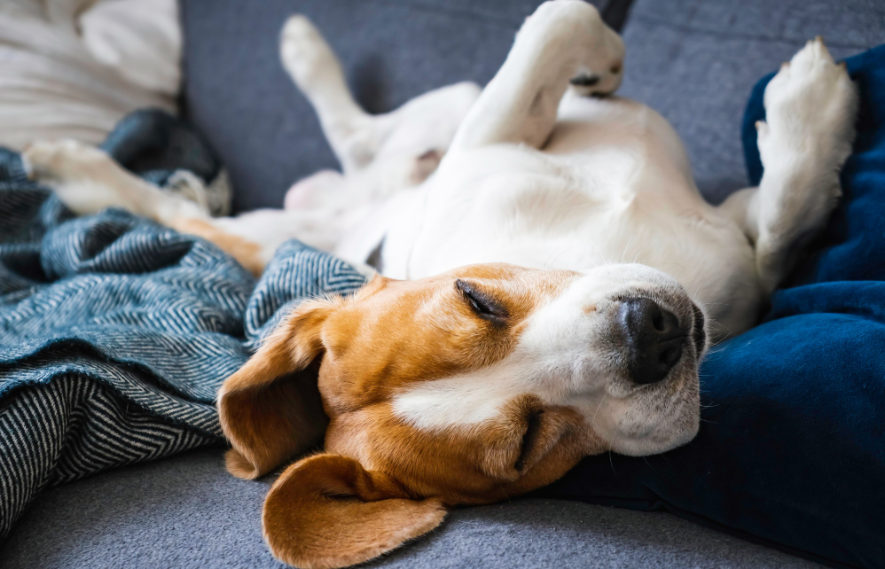6 positions originales que prend votre chien pour dormir et leurs ...