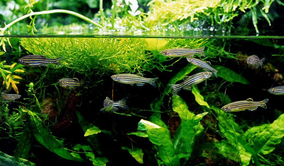 Poisson zèbre : caractéristiques et soin - Jardiland