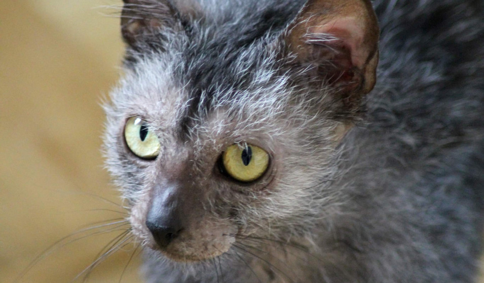 Lykoï : caractère, santé et éducation - Jardiland