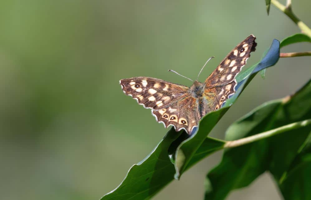10 beaux papillons à observer dans son jardin en fin d'été - Jardiland