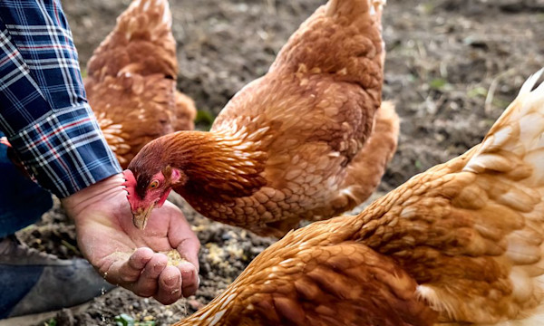 Comment choisir les compléments alimentaires des poules ? - Gamm vert