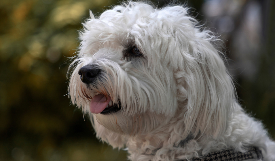 8 races de chiens qui apprécient la vie en appartement - Jardiland