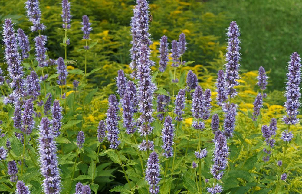 12 fleurs violettes pour une couleur tendance au jardin du printemps à ...