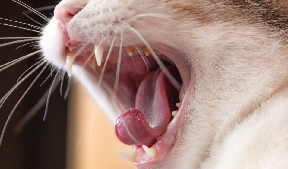 Comment bien prendre soin des dents de son chat ? - Jardiland