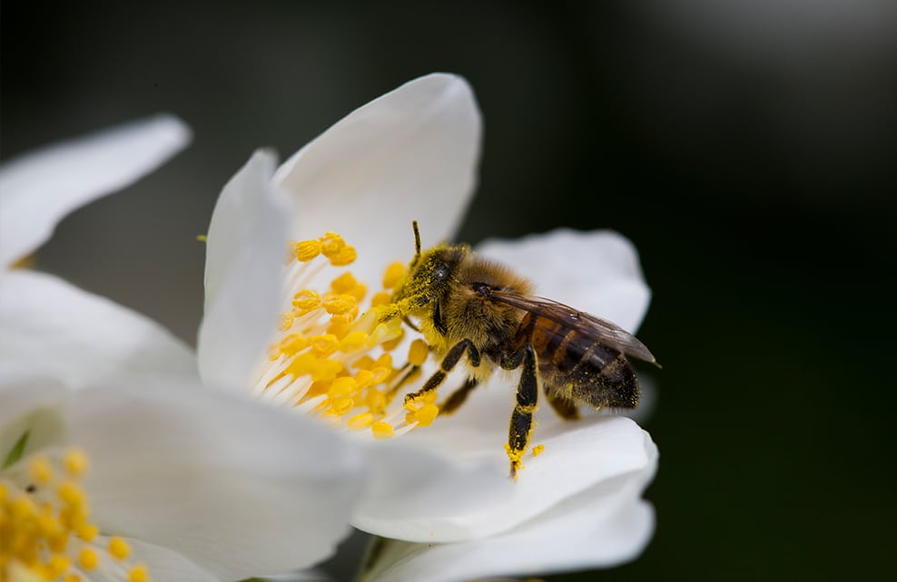 Découvrez les bienfaits du pollen sur notre corps ! - Jardiland