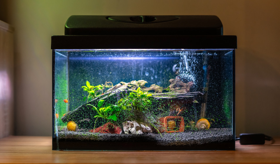 Aquarium : comment choisir l'emplacement idéal ? - Jardiland