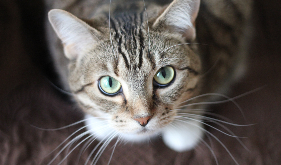 Comment bien choisir la pâtée pour chat ? - Jardiland