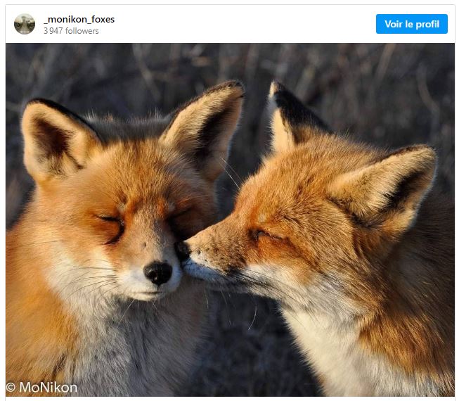 Top 10 des renards les plus mignons d’Instagram - Jardiland