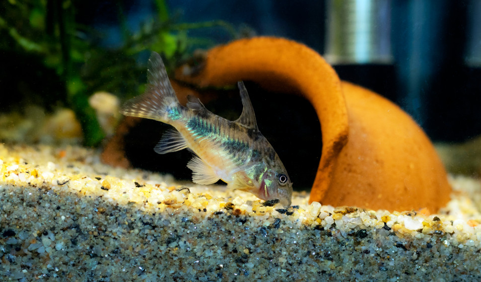 Quel aquarium choisir pour des Corydoras ? - Jardiland