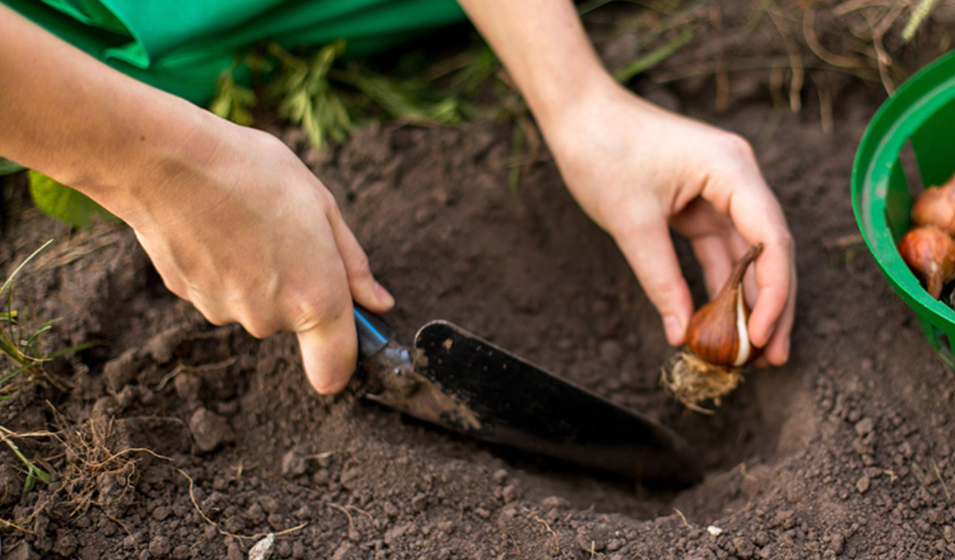¿Cuándo y cómo plantar los bulbos de primavera? - Jardiland