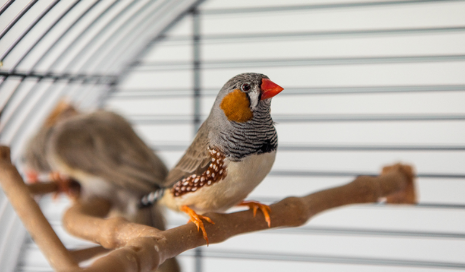¿Cómo cuidar un pinzón cebra? - Jardiland