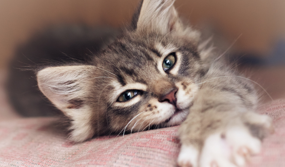 Doit-on privilégier les croquettes sans céréales pour un chaton ...