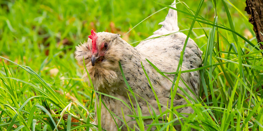Quelle race de poule pondeuse choisir ? - Gamm vert