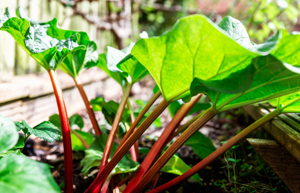 La rhubarbe, cette plante délicieusement acidulée - Jardiland