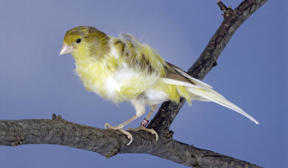 Le canari fiorino - Jardiland