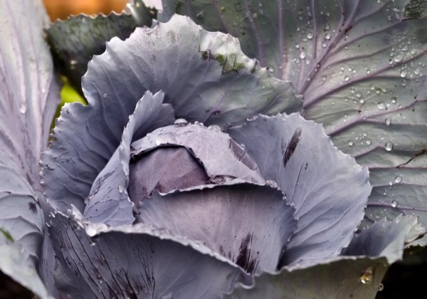 Comment planter le chou rouge ? - Gamm vert