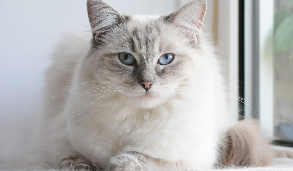 Ragdoll : caractère, santé et alimentation - Jardiland