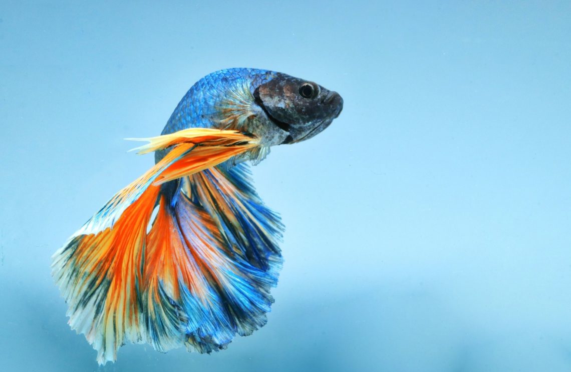 Top 6 des plus beaux poissons pour aquarium - Jardiland