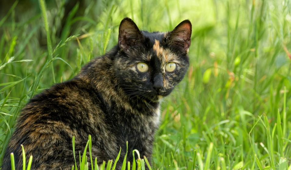 Comment reconnaître et éliminer les parasites du chat ? - Jardiland