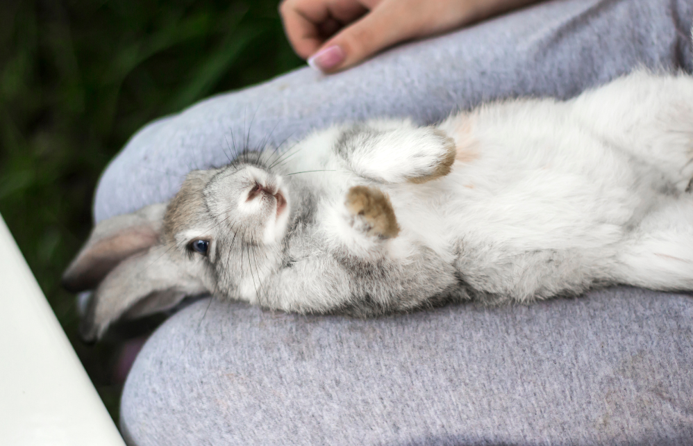 Les 6 positions préférées du lapin pour se reposer et leurs ...