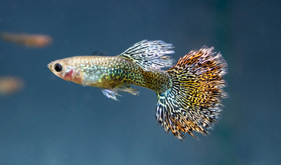 Los 6 peces de acuario más hermosos - Jardiland