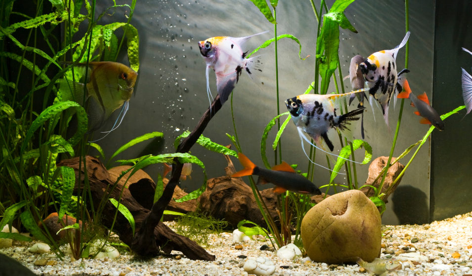 Pourquoi et comment ajouter des bactéries dans son aquarium ? - Jardiland