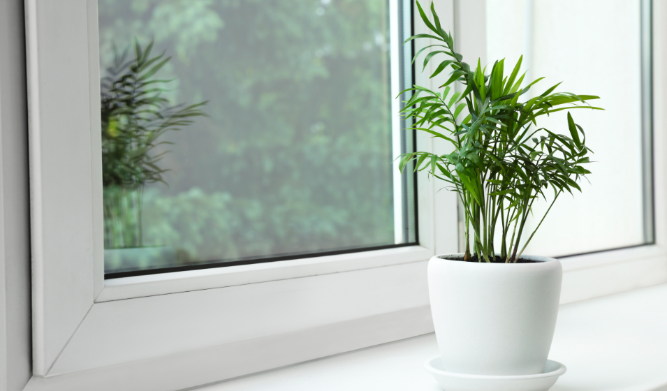 ¿Cómo elegir una palmera de interior? - Jardiland