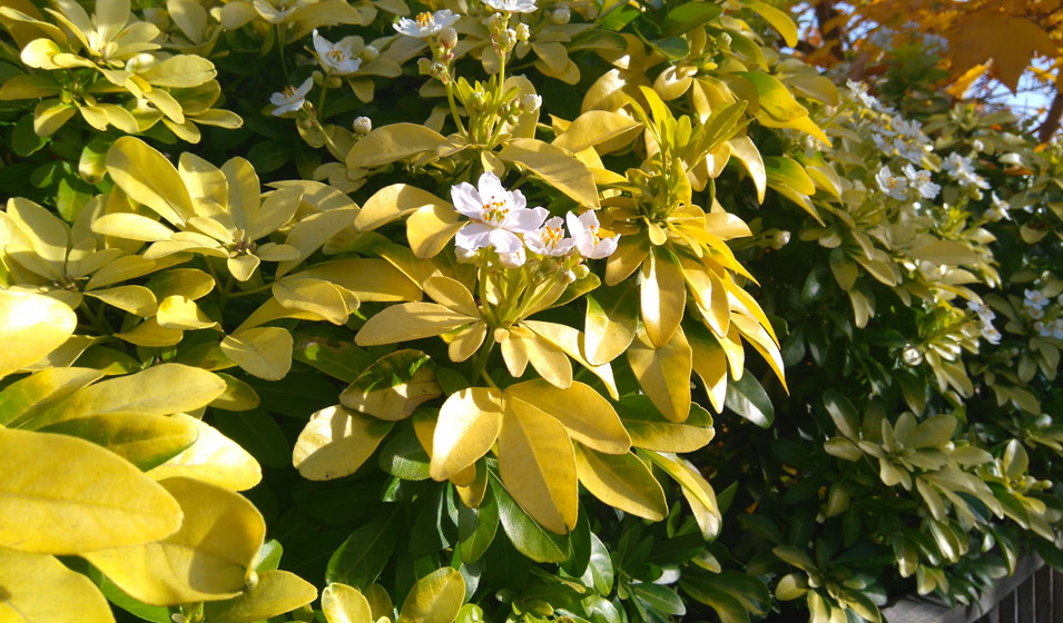 Oranger du Mexique : plantation, entretien et floraison - Jardiland