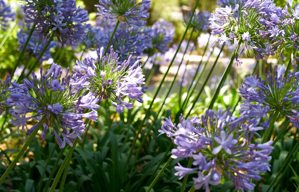 12 fleurs violettes pour une couleur tendance au jardin du printemps à ...