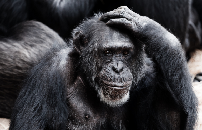 Top 10 des animaux les plus intelligents - Jardiland