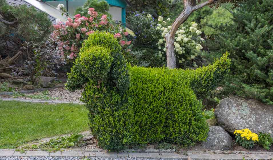 Comment planter un arbuste à feuillage persistant ? - Jardiland