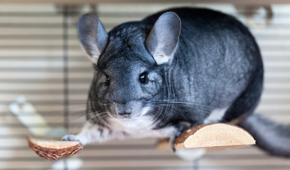 Les différentes couleurs de chinchillas - Jardiland