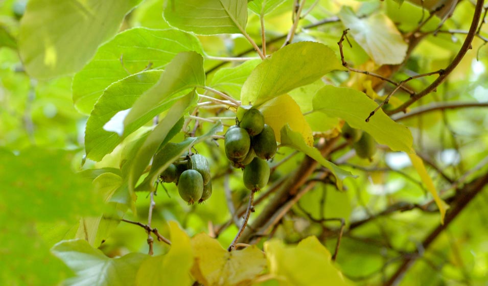 12 arbres fruitiers qui résistent au froid - Jardiland