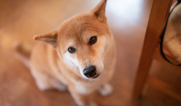 Est-ce que le riz est bon pour les chiens ? - Jardiland