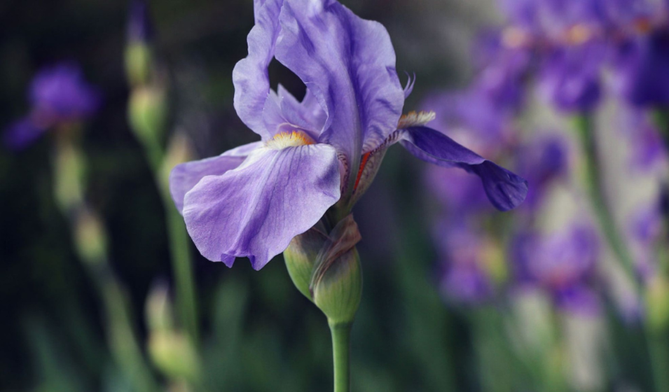 Flores Que Simbolizan La Muerte