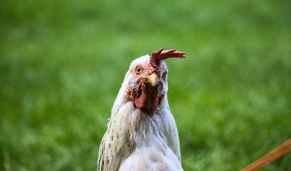 Criando gallinas ponedoras - Jardiland