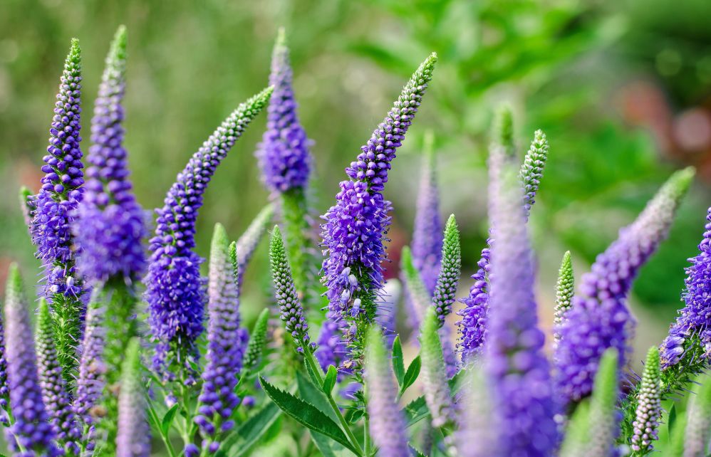 12 fleurs violettes pour une couleur tendance au jardin du printemps à ...