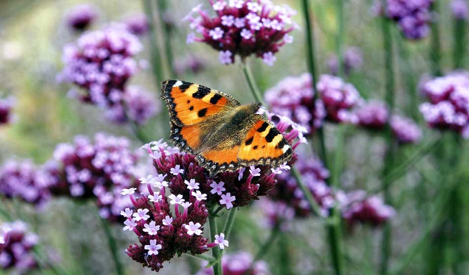 Tout savoir sur les plantes mellifères - Jardiland