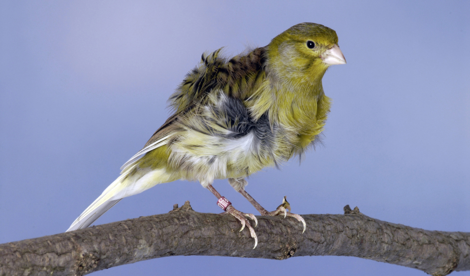 Le canari vert - Jardiland