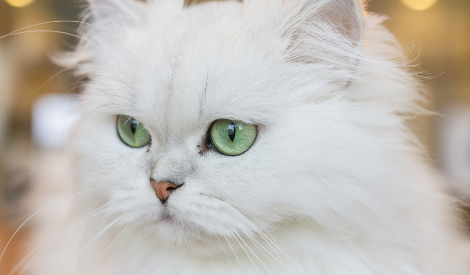 Comment nettoyer les yeux d'un chat ? - Jardiland