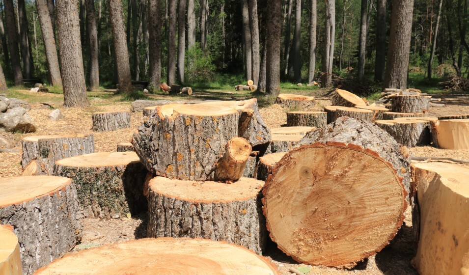 Comment bien abattre un arbre ? - Jardiland